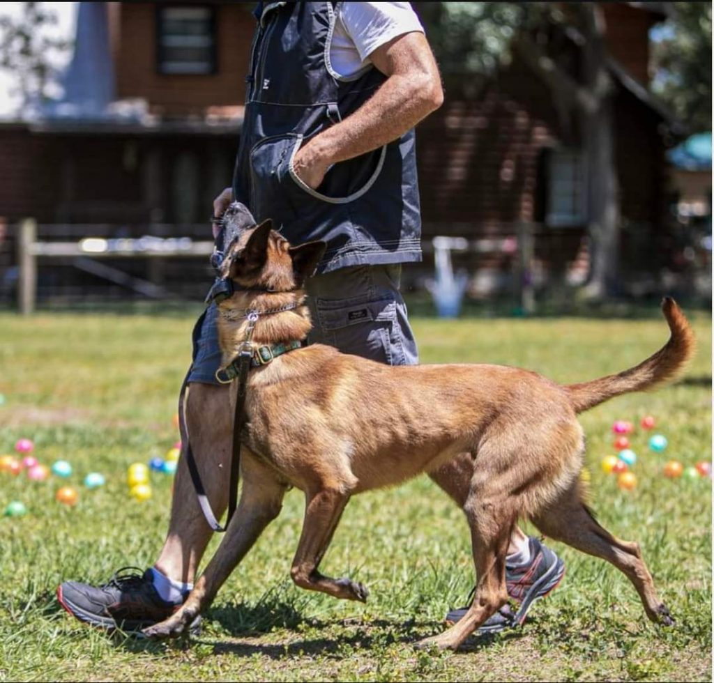 Bruno - Detector Dog Northeast