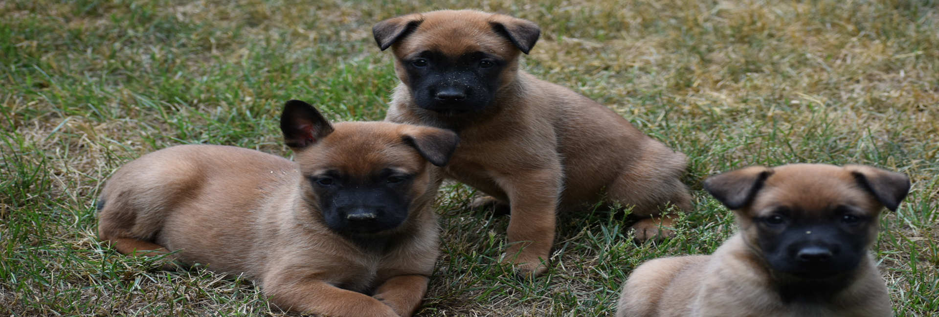 Home - Detector Dog Northeast
