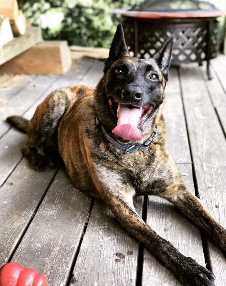 Helpful Links - Detector Dog Northeast